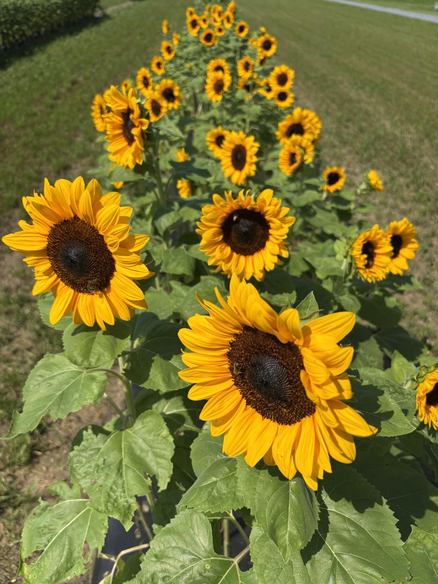 Spectrum Farms – Going back to our roots!